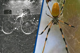 Spiders Discover Creative Way to Make Webs Without Gravity Aboard the ...