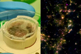 Human Brain Cells Teach Themselves How to Play Pong in Petri Dish ...
