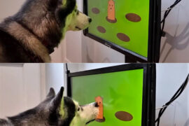 Startup JoiPaw Makes Video Games for Dogs to Help Stimulate Their Minds ...