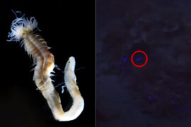 Researchers Discover Rare Demon Fire Worms in Japan That Glow in the ...